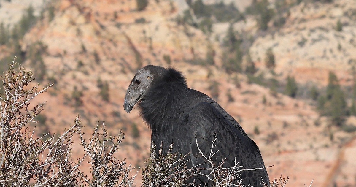 Image of a California Condor (Zion National Park, UT) – Andrew Traveling