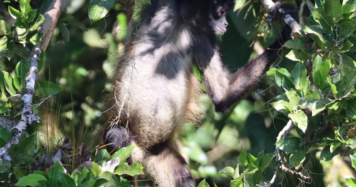 Image of a Yucatán Black Howler Monkey (Tikal National Park) – Andrew ...