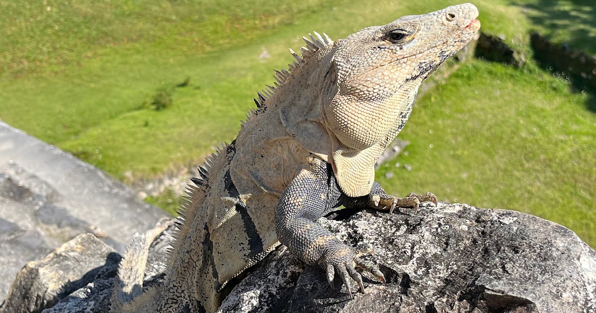 Image of an Iguana (Xunantunich Maya Ruins) – Andrew Traveling
